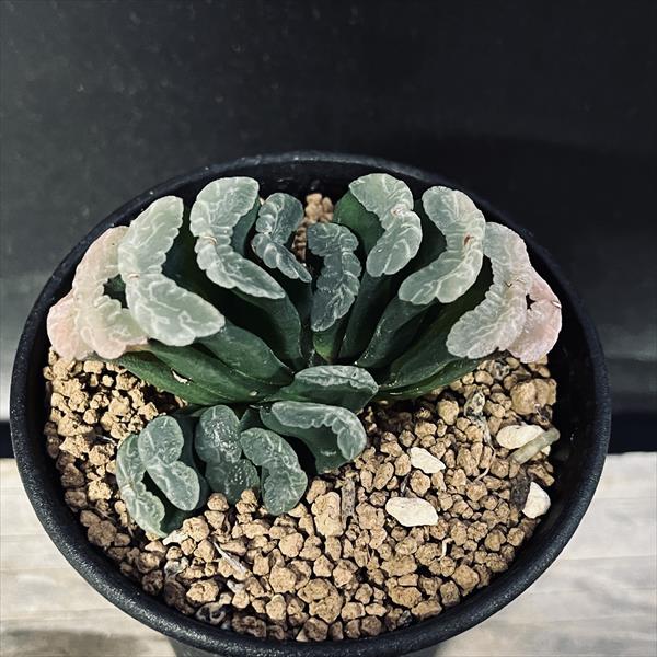 商品説明 ハオルシアの中でも、玉扇（ぎょくせん）は半透明の「窓」をもち、「窓」部分がさまざまな模様になり独特の雰囲気になります。 科目：ツルボラン科(ユリ科)　 ハオルチア属 　原産地：南アフリカ 撮影：2024年11月19日 ＊写真の現品...