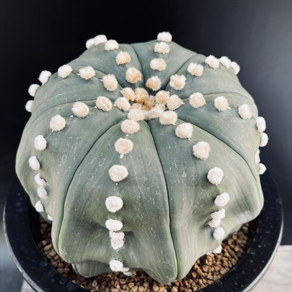 商品説明 きれいな兜丸です。 昔から愛好家も多い品種でしたが、近年とくに人気が高まっています。 疣が大きいタイプの瑠璃兜、こんなに立派に大きく、古さを帯びた株は希少です。愛好家さんのハウスでじっくり育てられた株です。接ぎ木で元気な株です。 ...