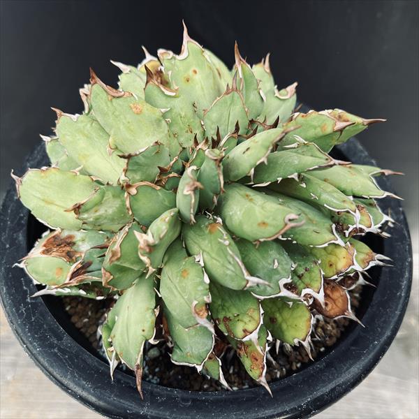 商品説明 アガベ　チタノータは鋸葉が特徴的なアガベです。 なかでもこの株は綴化していて、珍しいタイプです。 しっかりと元気で安心な株です。 科目：リュウゼツラン科 　アガベ属 　原産地：メキシコ撮影：2024年12月21日 ＊写真の現品をお...