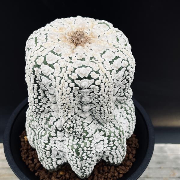 商品説明 柱みたいに育った兜丸です。 昔から愛好家も多い品種でしたが、近年とくに人気が高まっています。 立派に白く大きく、古さを帯びた株は希少です。愛好家さんのハウスでじっくり育てられた株です。接ぎ木で元気な株です。 科目：サボテン科　アス...