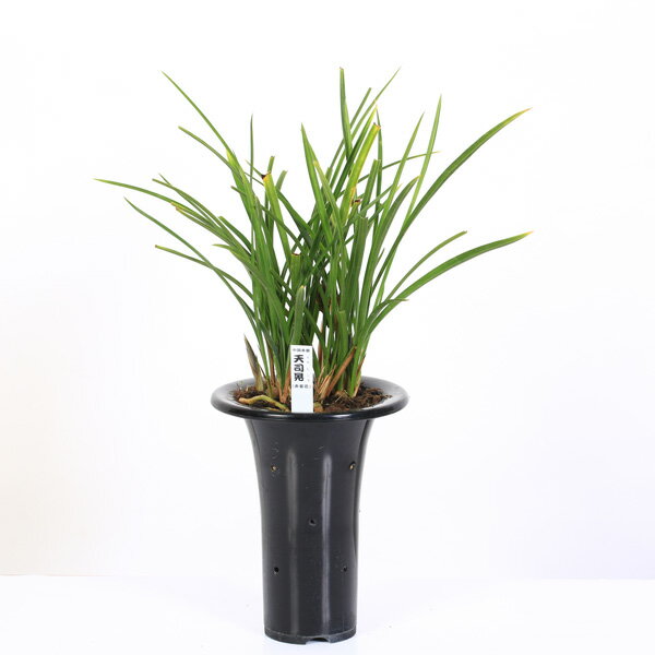 商品説明 春蘭は、その名の通り春に咲く蘭であることから名づけられました。 洋ランとして親しまれているシンビジウムの仲間で、東洋ランと呼ばれ古くから愛されています。 3月下旬〜4月に開花期を迎えます。花色が赤褐色となるのが特徴で、中国春蘭では...