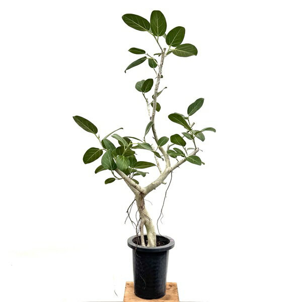 商品説明 科目：クワ科／属名：フィカス属／別名：ベンガルゴム、ベンガルボダイジュ、オードリー／非耐寒性常緑多年草／草丈100〜150cm／耐寒温度約5℃（環境・生育状況により変わります） 撮影：2025.01 ●ご確認ください 写真は見本と...