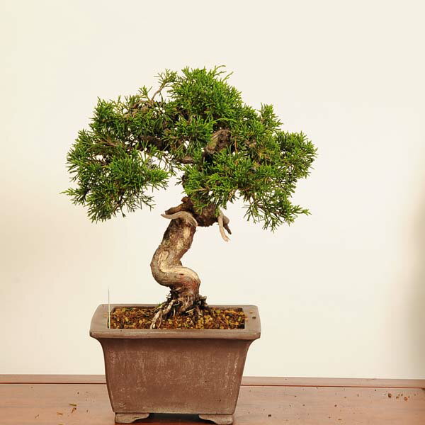 商品情報 樹種：糸魚川真柏 撮影日：2025年06月17日 常緑樹。 糸魚川真柏は葉性が細かく、盆栽に向いています。 幹の流れが面白い一鉢です。ジンも個性的です。　 サイズ 樹高：約27cm 横幅：約32cm　鉢径：約17.5cm 手入れ ...