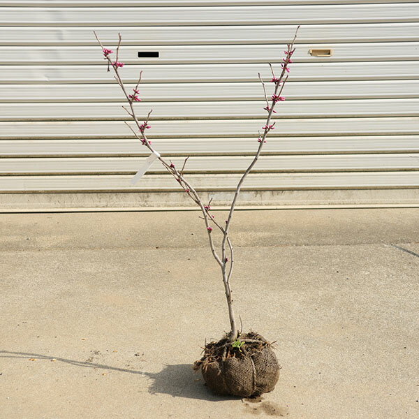 商品説明 樹種：ハナズオウ（赤花） 落葉小高木 4-5月頃にかけて赤紫色のお花をつけます。枝にびっしりとお花を付ける姿は花材としても人気が高いです。 撮影：3月 ＊数量物商品となりますので、写真とは若干形状は異なる場合がございます。 ＊ポッ...