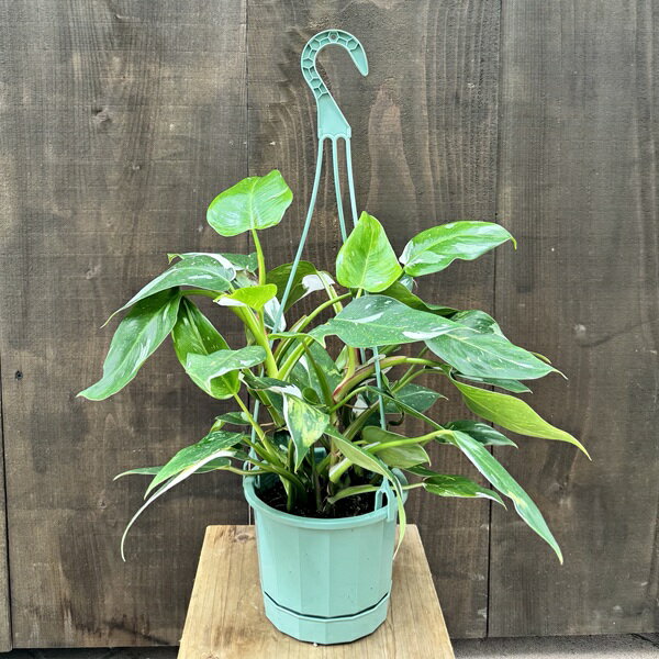 商品説明 サトイモ科　フィロデンドロン属　つる性多年草　耐寒温度：約5℃（環境・生育状況により変わります） 撮影：2025年6月 ※写真は見本となります。樹形やボリュームなど多少異なります。 ※植物ですのでお届け時期により状態は変わります。...