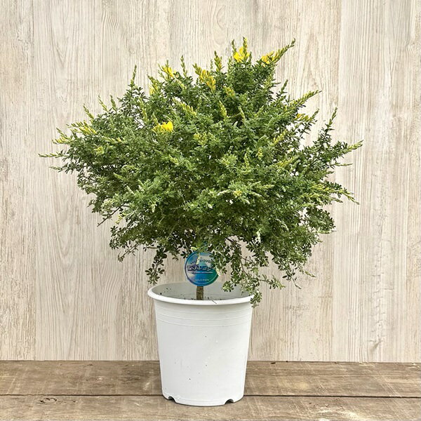 商品説明 科目：マメ科／属名：エニシダ属／別名：金雀児、金雀枝／花言葉：清潔／開花期：5〜6月／半耐寒性落葉低木／耐寒温度：0℃（環境・生育況により変わります） 撮影日：3月 ＊数量ものの為、写真と樹形や鉢など形状が異なる場合がございます。...