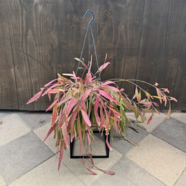 商品説明 高温多湿の密林で木の幹や岩に着生して生きる森のサボテン。 科目：サボテン科／属名：リプサリス属 ／別名：リプサリス サキシコラ／半耐寒常緑多年草／耐寒温度5℃（環境・生育状況により変わります） 撮影：6月 ※写真は見本となります。...