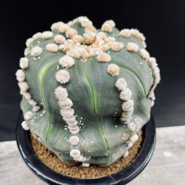 商品説明 きれいな兜丸です。 昔から愛好家も多い品種でしたが、近年とくに人気が高まっています。 疣が大きいタイプの瑠璃兜、こんなに立派に大きく、古さを帯びた株は希少です。愛好家さんのハウスでじっくり育てられた株です。接ぎ木で元気です。 科目...