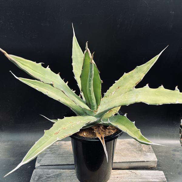 商品説明 大きなアガベ。ギザギザの鋭い葉がかっこいいです。 　 科目：リュウゼツラン科 　アガベ属 　原産：メキシコ撮影：2025年3月30日 ＊写真の現品をお届けします。 サイズ 本体幅：約52cm　 樹高：約28cm　 鉢径：19cm ...