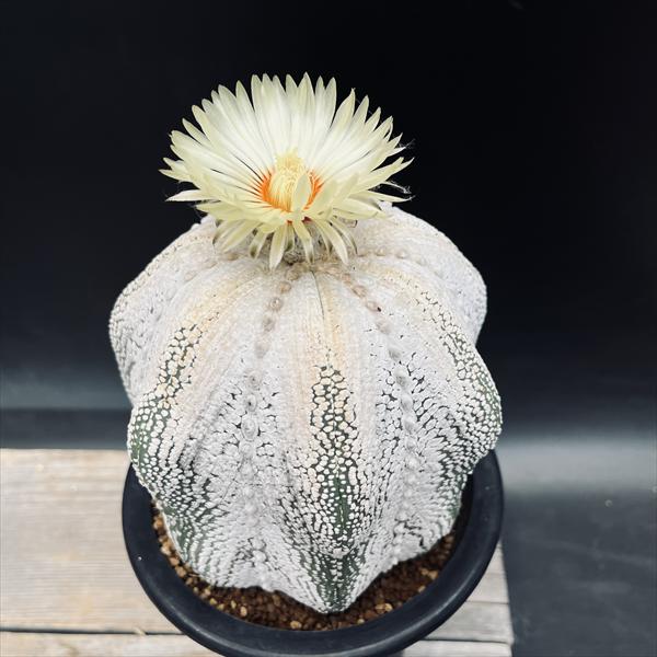 商品説明 きれいな兜丸です。 昔から愛好家も多い品種でしたが、近年とくに人気が高まっています。 こんなに立派に大きく、古さを帯びた瑠璃兜は希少です。愛好家さんのハウスでじっくり育てられた株です。竜神木の接ぎ木で元気な株です。 科目：サボテン...