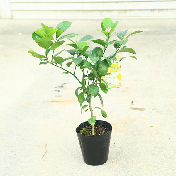 商品説明 レモンの代表品種です。寒さ暑さにも強く、育てやすい品種です。 一本でも実がなります。 撮影日：6月 ＊数量物商品となりますので、写真とは若干枝振りなどは異なる場合がございます。 ＊ご購入時期により状態は異なります。実や花が付いてい...