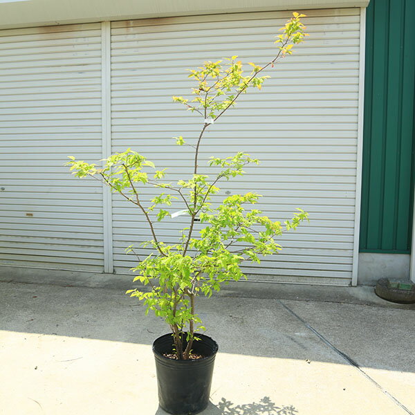 商品説明 落葉樹 樹種：ナツハゼ 撮影日：7月　 落葉低木 夏にハゼにも似た、美しい葉の色になるので、ナツハゼという名前 ですが、ハゼの仲間ではなく、ツツジの仲間です。 大きな木はなかなか出回りません。 ＊ポットでのお届けとなる場合がござい...