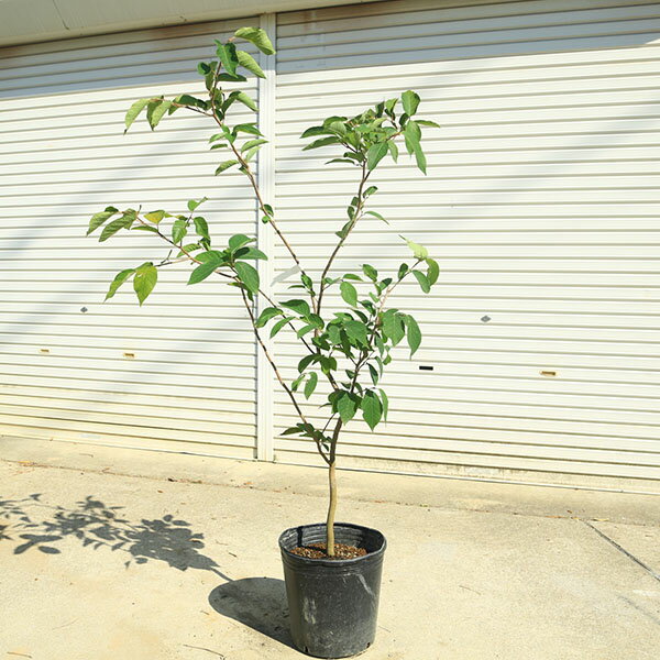 商品説明雑木林を彷彿とさせる樹形で近年人気が出てきた樹種です。花こそ目立ちませんが、ナンキンハゼの仲間で紅葉が美しいのが特徴です。撮影：葉姿7月　＊写真の現品商品のお届けとなります。＊季節により状態は異なります。*プラスティックポットもしく...