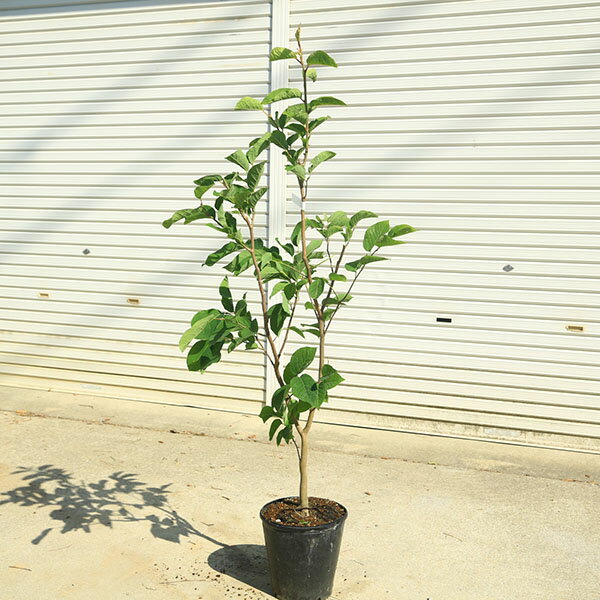 商品説明雑木林を彷彿とさせる樹形で近年人気が出てきた樹種です。花こそ目立ちませんが、ナンキンハゼの仲間で紅葉が美しいのが特徴です。撮影：葉姿7月　＊写真の現品商品のお届けとなります。＊季節により状態は異なります。*プラスティックポットもしく...