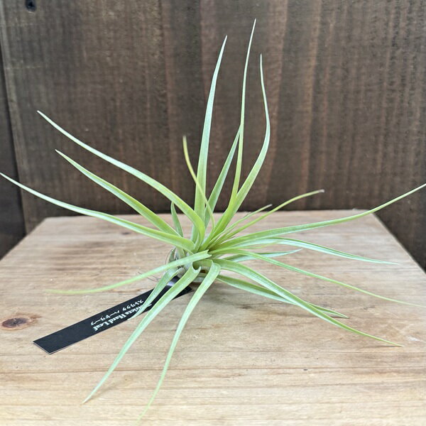 商品説明 科目：パイナップル科／属名：チランジア属／花言葉：不屈／非耐寒性多年草／耐寒温度約10℃（環境・生育状況により変わります） 撮影：8月 ＊数量ものの為、写真と若干形状が異なる場合がございます。 ＊ご購入時期により開花中、開花後の場...