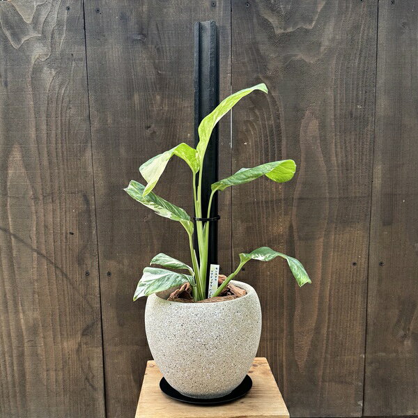 商品情報 サトイモ科　モンステラ属　非耐寒性多年草 撮影：2025.08 ※写真は見本となります。樹形やボリュームなど多少異なります。 ※植物ですのでお届け時期により状態は変わります。 ※写真の小物など記載以外の物は商品に含まれません。 サ...