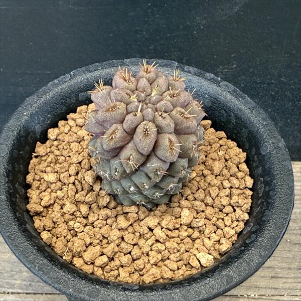 商品説明 黒く扁平で、渋い魅力を持つヒルホカクタスの仲間です。実生でまだ小さい苗のため、刺はごく短いです。 科目：サボテン科 　ヒルホカクタス属　　原産地：チリ 撮影：2025年7月11日 ※数量物の為、若干樹形が異なる場合がございます。 ...