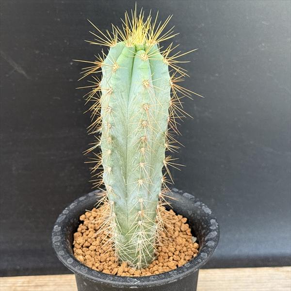 商品説明 青いボディがとても美しいサボテンです。柱サボテンの仲間で自生地では10m程度まで大きく育つこともあります。ロマンを感じるサボテン、ぜひお手元で育ててみてください。 　 科目：サボテン科 　ピロソセレウス属　　原産地：ブラジル 撮影...