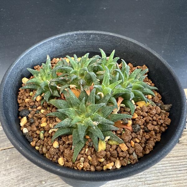 商品説明 パークシアナは黒っぽく小さく硬い葉を展開させる小型のハオルシアです。この株はパークシアーナとは思えないくらい大きい群生株で見ごたえあります。 科目：ツルボラン科(ユリ科)　 ハオルチア属 　原産地：南アフリカ 撮影：2025年8月...