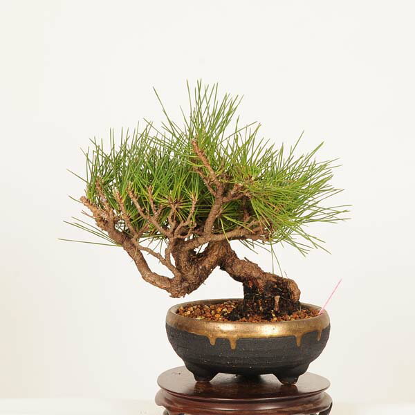 商品情報 樹種：三河黒松 撮影日：2025年9月24日 常緑樹。黒松は盆栽界で代表的な樹種のひとつで、雄々しい姿から『男松』とも呼ばれています。 黒松ならではの幹肌の時代感も見ごたえがあります。 サイズ 樹高：約18cm　横幅：約25cm　...