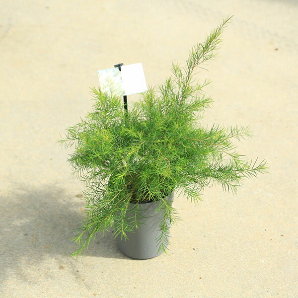 商品説明メラレウカ（メディカルティーツリー）　フトモモ科オーストラリア原産の常緑樹です。メディカルティーツリーは細くしなやかな葉に羽毛のような白いお花が特徴です。寒さ暑さにも強く、育てやすいのも特徴です。撮影：10月＊数量ものの為、写真と形...