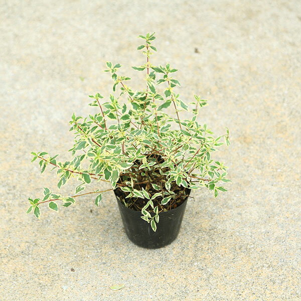 商品説明 常緑低木樹 ツリガネ状のお花をさかせます。綺麗な斑入り葉品種です。 刈り込みにもよく耐えて、グランドカバーに相応しい樹種！ 撮影日：10月 ＊数量物商品となりますので、写真とは多少枝振りなどは異なります。 ＊ポットの材質やサイズが...