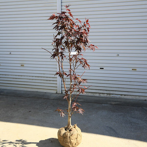 商品説明 赤葉の野村もみじの選抜種で、夏でも赤葉を保つのが特徴です。 撮影：10月 ＊写真の現品商品となります。季節により状態は異なります。 ＊ポットでお届けとなる場合もございます。 ＊北海道・沖縄県・離島への配送はできません。 サイズ 根...
