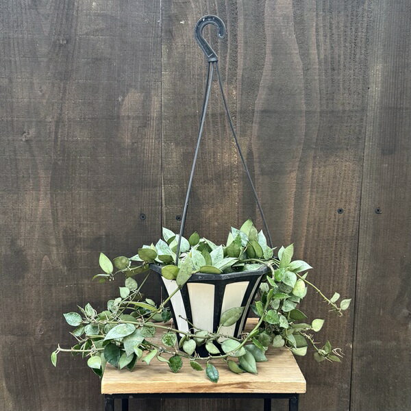 商品説明 科目：カガイモ科／属名：ホヤ属 ／非耐寒性つる性常緑低木／耐寒温度5℃（環境・生育状況により変わります） 撮影：9月 ※写真は見本となります。樹形やボリュームなど多少異なります。 ※植物ですのでお届け時期により状態は変わります。 ...