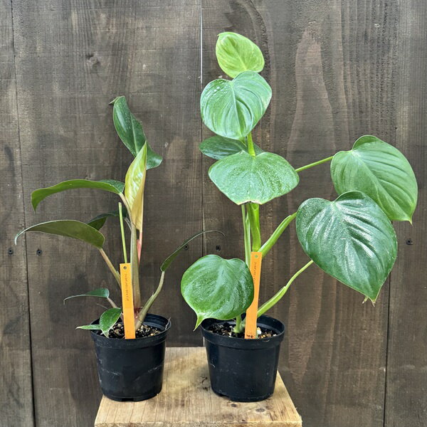 商品説明 科目：サトイモ科／属名：フィロデンドロン属／非耐寒性多年草／耐寒温度5℃（環境・生育状況により変わります） 撮影：10月 ※写真は見本となります。樹形やボリュームなど多少異なります。 ※植物ですのでお届け時期により状態は変わります...