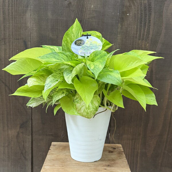 商品説明 科目：サトイモ科／属名：エピプレナム属／非耐寒性つる性多年草／草丈10〜150cm／耐寒温度約8℃（環境・生育状況により変わります） 撮影：10月 ※写真は見本となります。樹形やボリュームなど多少異なります。 ※植物ですのでお届け...