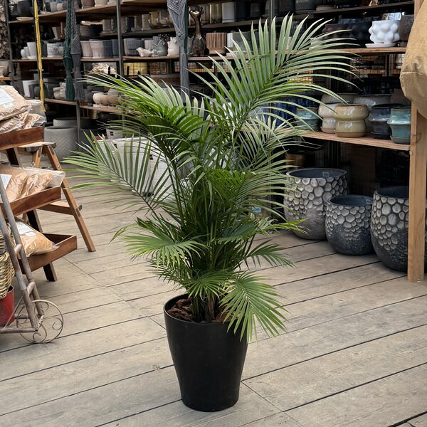 商品説明 マダガスカル原産のヤシ科の観葉植物で、「マジェスティックパーム」とも呼ばれます。 ヤシ科　ラベニア属 撮影：10月 ※写真は見本となります。樹形やボリュームなど多少異なります。 ※植物ですのでお届け時期により状態は変わります。 ※...