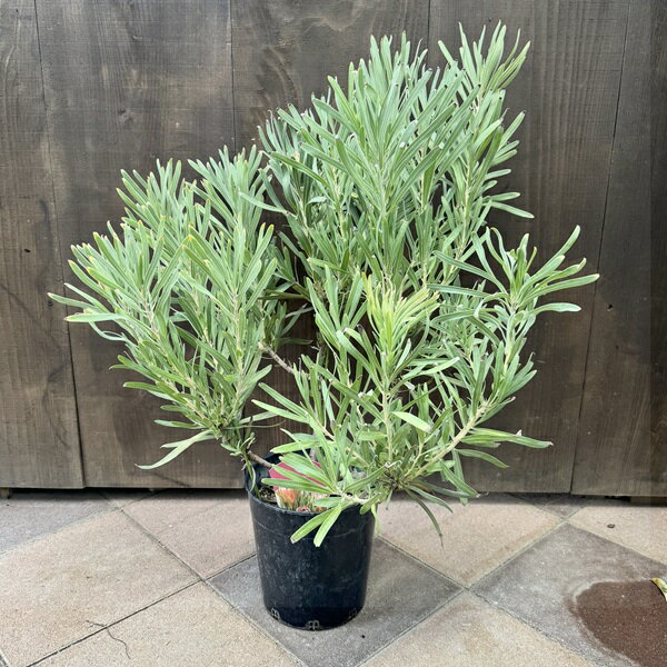 商品説明 南アフリカ、オーストラリア/科目：ヤマモガシ科/属名：プロテア属/半耐寒性常緑低木/学名： Protea/耐寒温度-2℃（環境・生育状況により変わります。） 撮影日：2025.09.26 ※植物ですのでお届け時期により状態は変わり...