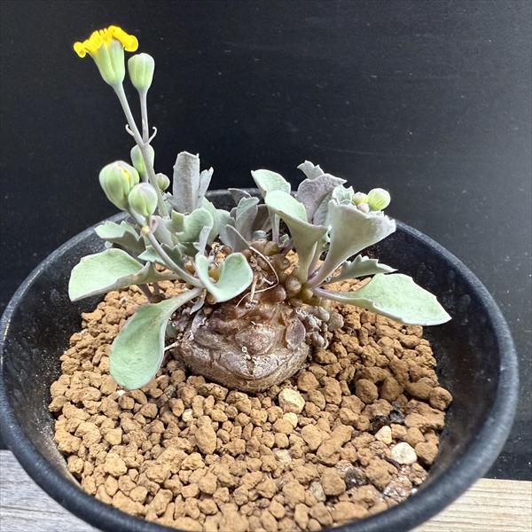 商品説明 人気のオトンナ、ヘレイとアルミアーナの交配種です。ゴツゴツとしたこぶのような幹肌が特徴的です。黄色い菊のようなお花を咲かせます。 国内実生ですので、日本の気候にもある程度適応しやすく、お育ていただきやすいコーデックスです。 科目：...