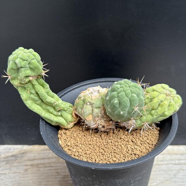 商品説明 刺があるタイプですので、刺のない羅漢丸も仔吹きしますし、カキコを外した後も発根がしやすいです。繁殖におすすめ！優良株です。 科目：サボテン科 　トリコセレウス属　 撮影：2025年9月13日 ＊写真の現品をお届けします。 サイズ ...