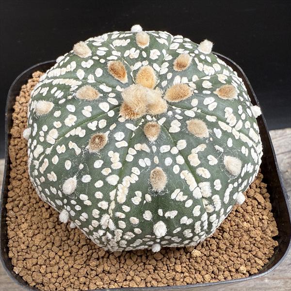 商品説明 兜丸は、半円形のとげなしサボテンです。 昔から愛好家も多い品種でしたが、近年とくに人気が高まっています。 黄色いお花を咲かせます。模様のきれいな実生株です。 科目：サボテン科 　アストロフィツム属　原産地：テキサス州南部からメキシ...