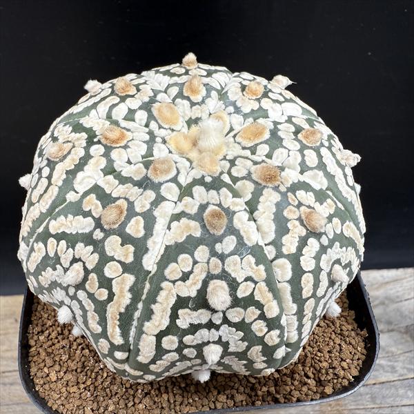 商品説明 兜丸は、半円形のとげなしサボテンです。 昔から愛好家も多い品種でしたが、近年とくに人気が高まっています。 黄色いお花を咲かせます。模様のきれいな実生株です。 科目：サボテン科 　アストロフィツム属　原産地：テキサス州南部からメキシ...