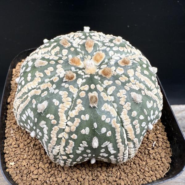 商品説明 兜丸は、半円形のとげなしサボテンです。 昔から愛好家も多い品種でしたが、近年とくに人気が高まっています。 黄色いお花を咲かせます。模様のきれいな実生株です。 科目：サボテン科 　アストロフィツム属　原産地：テキサス州南部からメキシ...