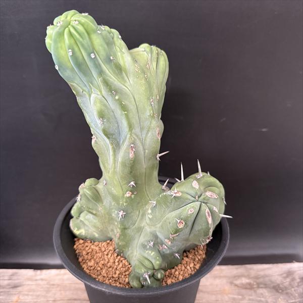 商品説明 竜神木のモンストタイプ。ユニークな唯一無二の樹形で、もこもこと元気に成長しています。強くて育てやすいのも魅力。 科目：サボテン科 　ミルチロカクタス属　　原産地：メキシコ〜オアハカ 撮影：2025年10月3日 ＊写真の現品をお届け...