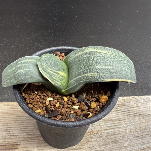 商品説明 分厚い葉を重ねるガステリア。ざらっとした葉を対に展開させます。斑入りで美しい臥牛です。 科目：ツルボラン科(ユリ科)　 ガステリア属 　原産地：南アフリカ 撮影：2025年10月19日 ＊写真の現品をお届けします。 サイズ 本体幅...