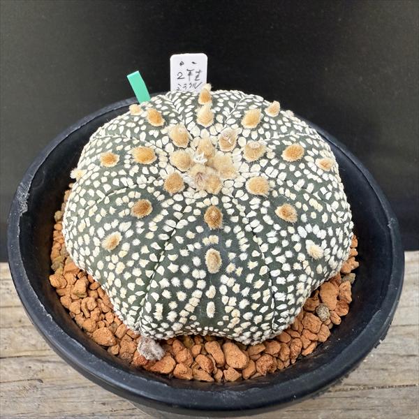 商品説明 兜丸は、半円形のとげなしサボテンです。 昔から愛好家も多い品種でしたが、近年とくに人気が高まっています。 黄色いお花を咲かせます。関西の兜名人大西氏がミラクル兜同士を交配実生した株で、将来有望です。 科目：サボテン科 　アストロフ...