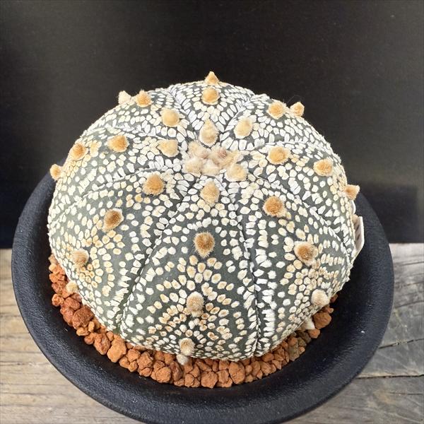 商品説明 兜丸は、半円形のとげなしサボテンです。 昔から愛好家も多い品種でしたが、近年とくに人気が高まっています。 黄色いお花を咲かせます。関西の兜名人大西氏がミラクル兜同士を交配実生した株で、将来有望です。 科目：サボテン科 　アストロフ...