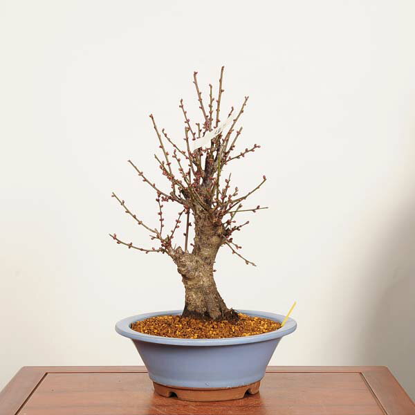 商品情報 樹種：紅梅 品種：大盃 撮影日：2025年12月21日 落葉樹。1-2月に紅色の美しい花が香り豊かに咲き誇ります。 サイズ 樹高：約41cm　横幅：約25cm　鉢径：約28cm 手入れ 水遣り・・・用土の表面が乾いたらあげる。目安...