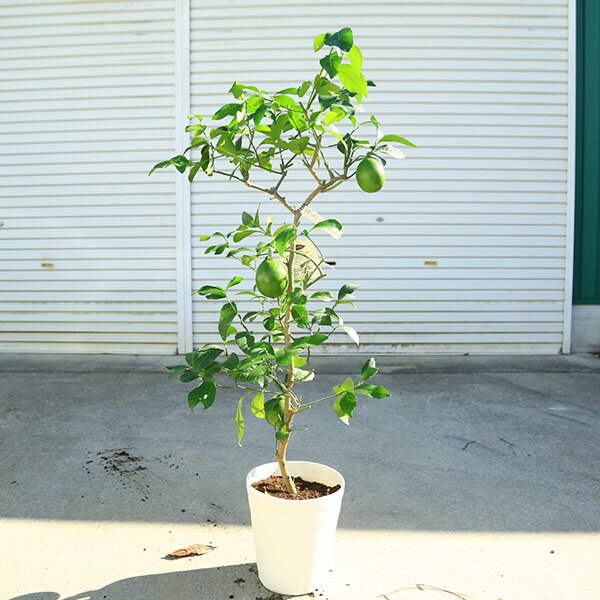 商品説明 ユーレカ種で四季咲き性花付きが良く小さいうちから実をつけやすい品種です。 3月〜4月に開花し、5月〜6月に結実します。9月〜10月には黄金色の実となり、一般的なレモンより糖度が高くなります。 収穫時期をずらして2度美味しいレモンを...