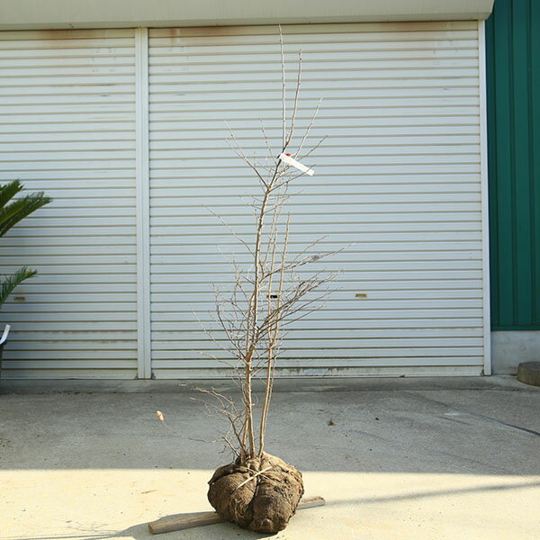 商品説明 落葉樹 樹種：ナツハゼ 撮影日：11月　 落葉低木 夏にハゼにも似た、美しい葉の色になるので、ナツハゼという名前 ですが、ハゼの仲間ではなく、ツツジの仲間です。 大きな木はなかなか出回りません。 ＊ポットでのお届けとなる場合がござ...