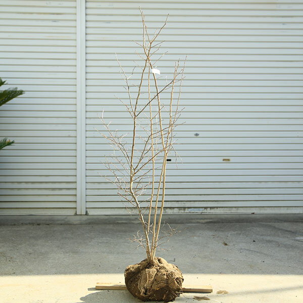 商品説明 落葉樹 樹種：ナツハゼ 撮影日：11月　 落葉低木 夏にハゼにも似た、美しい葉の色になるので、ナツハゼという名前 ですが、ハゼの仲間ではなく、ツツジの仲間です。 大きな木はなかなか出回りません。 ＊ポットでのお届けとなる場合がござ...