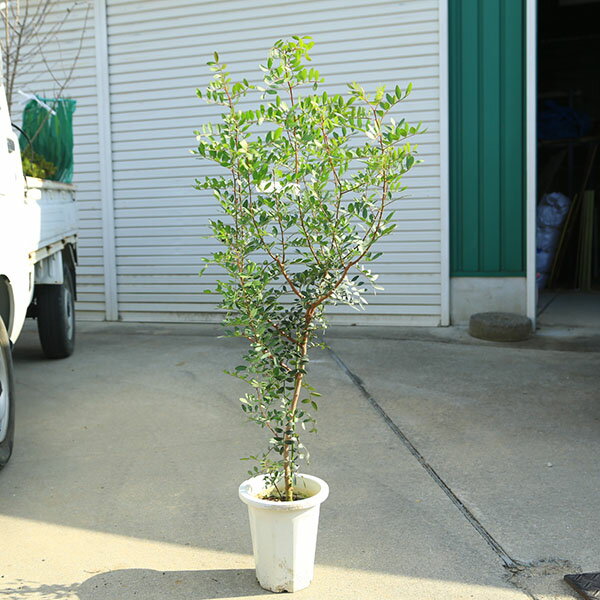 商品説明 科目：ウルシ科／属名：ピスタチオ属／別名：マスティックツリー／常緑低木／耐寒温度約-5℃（環境・生育状況により変わります） 撮影日：10月　 日本でも有名なピスタチオの仲間です。 関東以西であれば地植えもできます。 丸くてつやのあ...