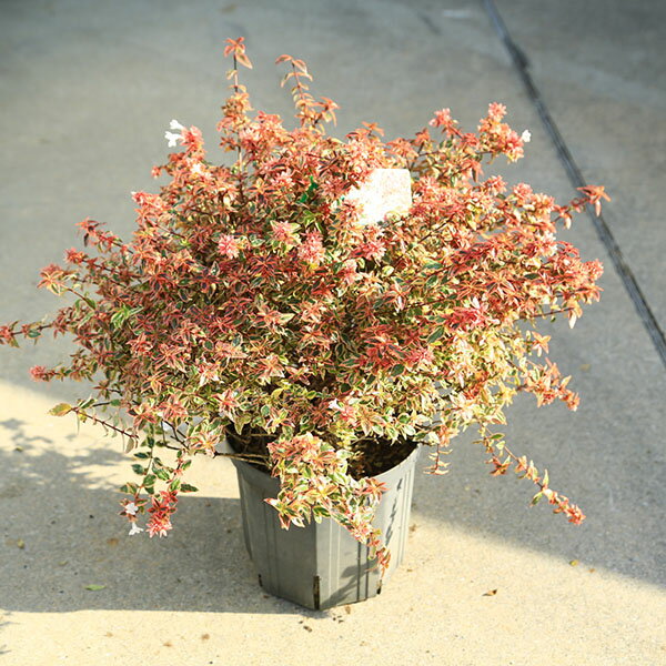 商品説明 常緑低木樹 ツリガネ状のお花をさかせます。綺麗な斑入り葉品種です。 刈り込みにもよく耐えて、グランドカバーに相応しい樹種！ クリーム色に緑色の2色の葉が、日にあたると徐々にクリーム色から桃色に変わるきれいなトリカラー品種です。 撮...
