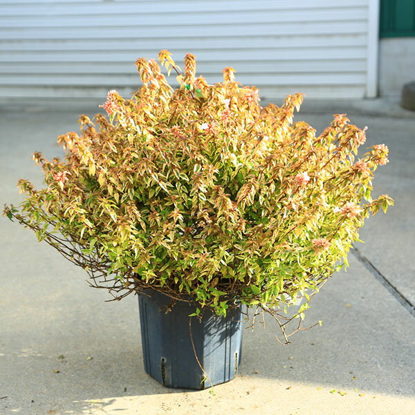 商品説明 常緑低木樹 ツリガネ状のお花をさかせます。綺麗な斑入り葉品種です。 刈り込みにもよく耐えて、グランドカバーに相応しい樹種！ 黄斑葉は秋には紅葉して二度楽しめます。 撮影日：11月 ＊写真の現品商品をお届けいたします。 ＊ポットの材...
