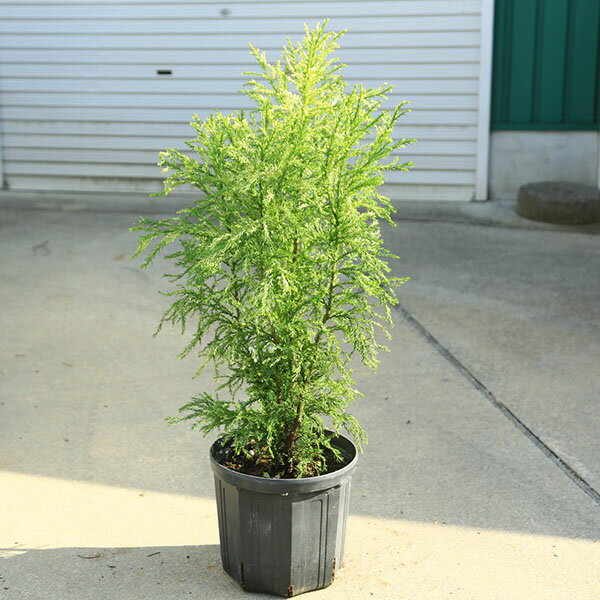 商品説明 常緑高木 樹種：ホタルスギ　 撮影日：11月　 柔かい枝で新芽先端が白くなり、涼やかな葉色を楽しめる美しい品種。 夏秋には緑色になります。 剪定しなくても樹形が整いますので、手入れが簡単です。 ＊ポットでのお届けとなります。 ＊数...