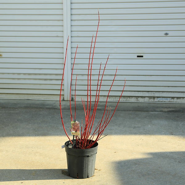 商品説明 樹種：コルヌス　アルバ　ミラクル 落葉樹。春には白い花をつけ、秋には紅葉、そして冬には美しい色に染まる枝が特徴です。 ミラクルは芽出しの葉には白斑にピンク色が強く入り、夏には退色しますが、また秋に桃色が紫色になり、美しい紅葉となり...